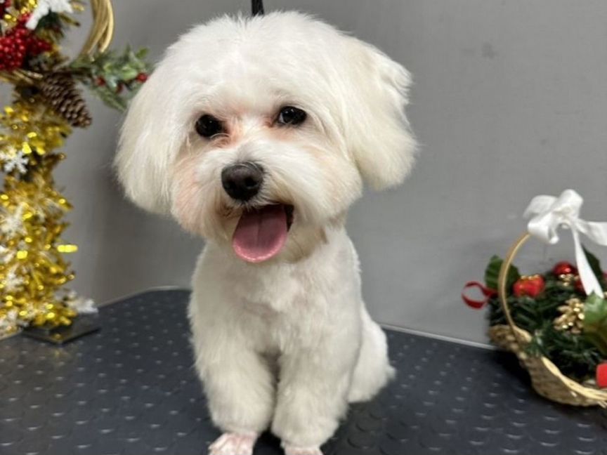 Продам собаку мальтийская болонка