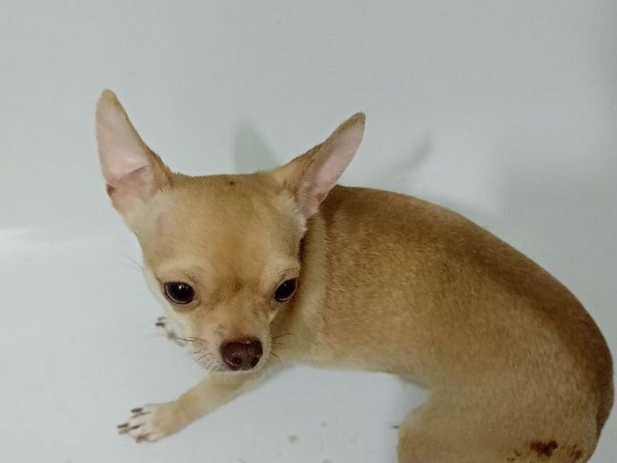 Найден Чихуахуа