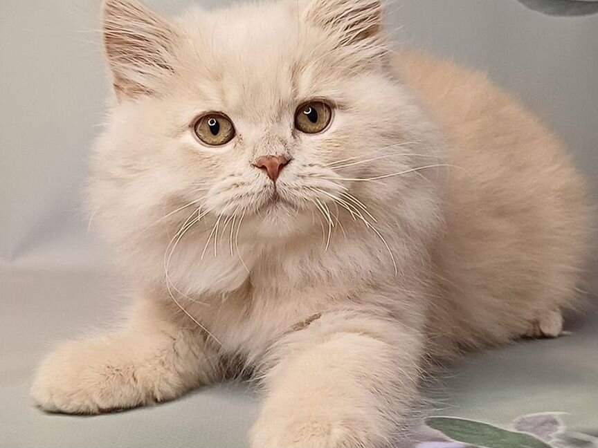 Британские котята. 3 месяца