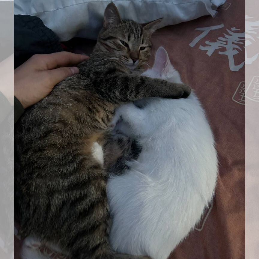 Котёнок в добрые руки