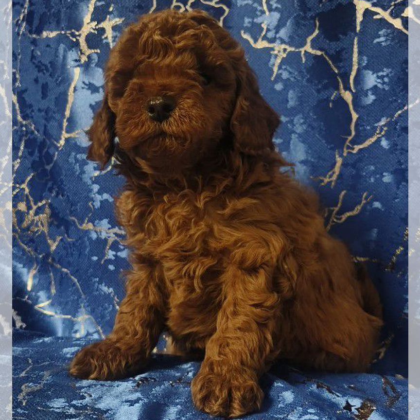 Пудель, щенок