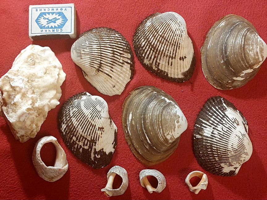 Ракушка морская большая