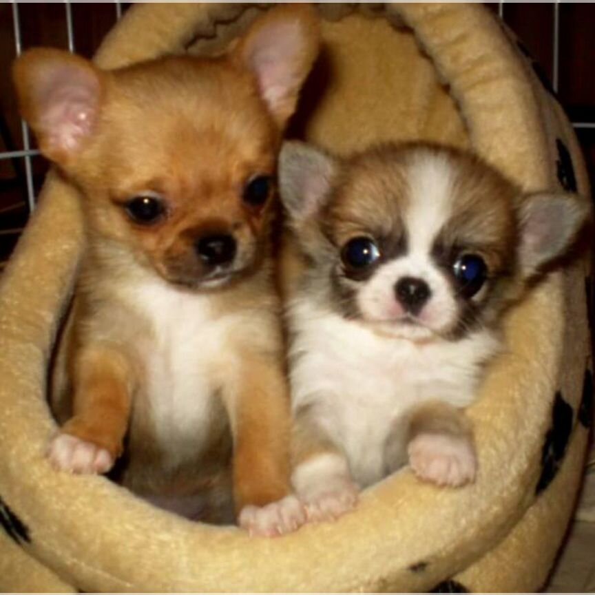 Щенки чихуахуа