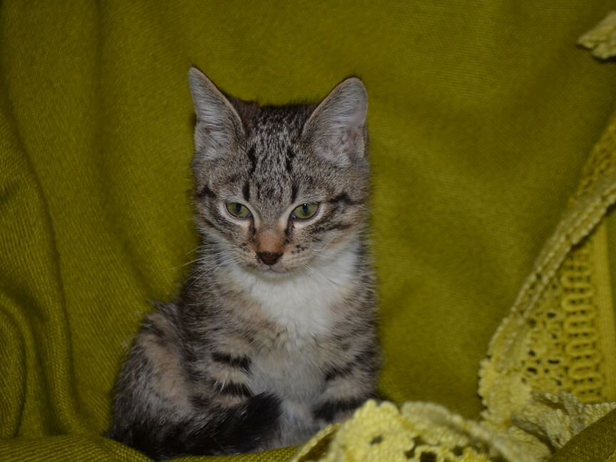 Котята разного возраста