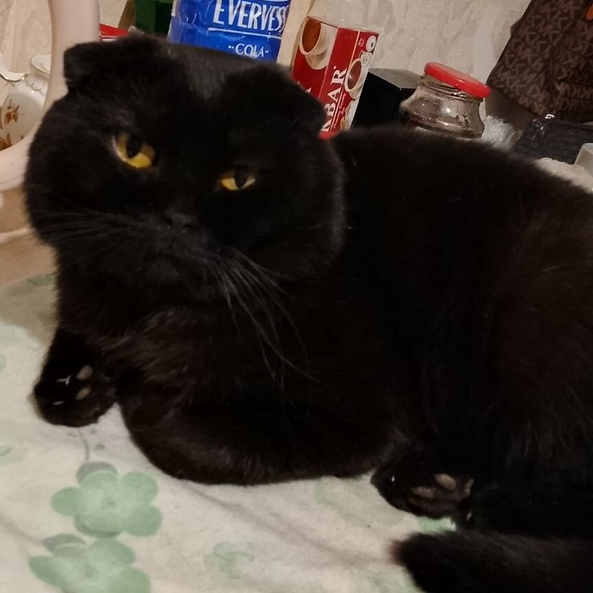 Шотландский вислоухий короткошёрстный, взрослый кот