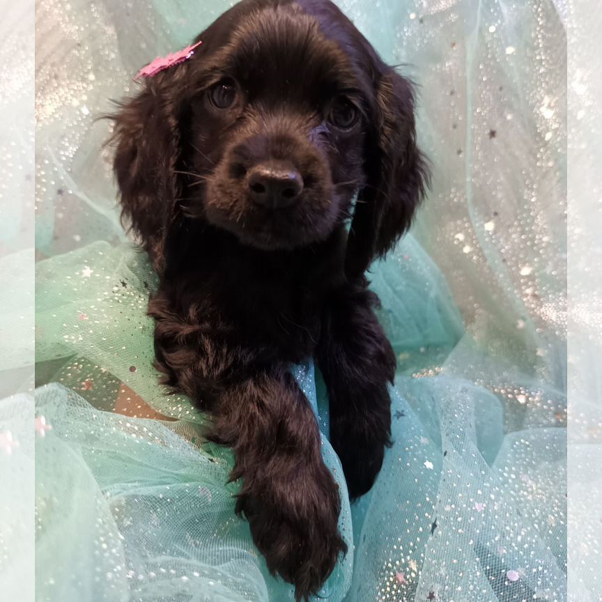 Английский кокер-спаниель, щенок