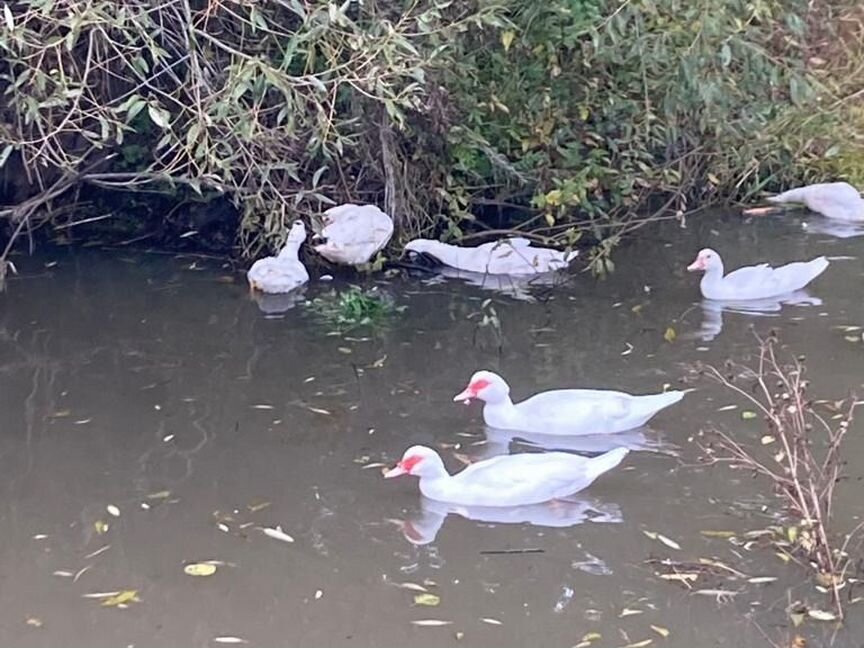 Утка домашняя мясо