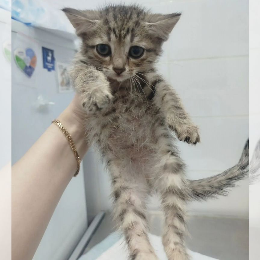 Котёнок в добрые руки