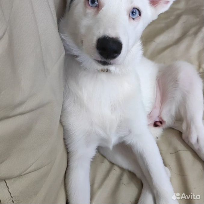 Невероятно красивый щенок в дар