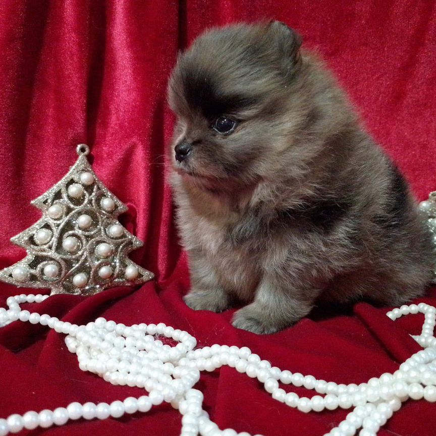 Шпиц шоко-мрамор