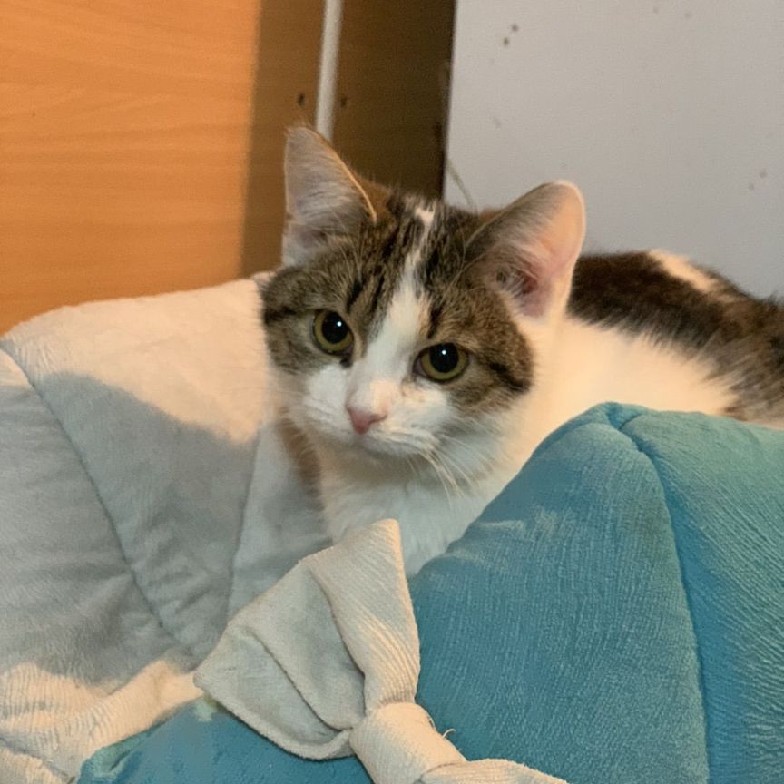 Котенок в добрые руки