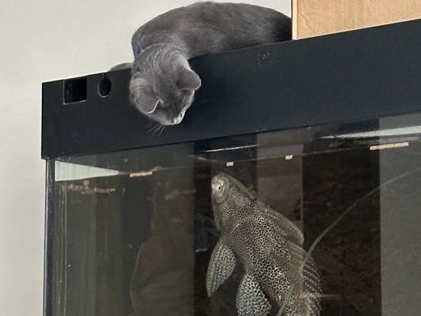 Живая рыба сом