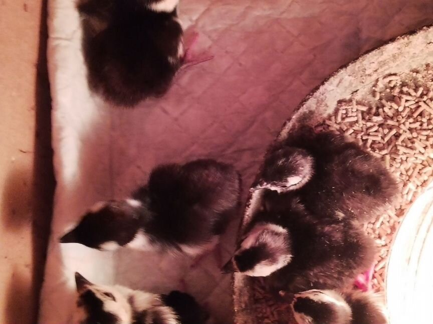 Цыплята румынского фазана