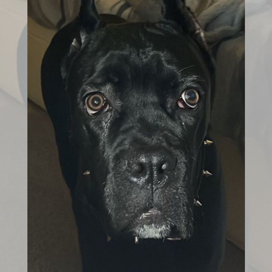 Собака кане Корсо