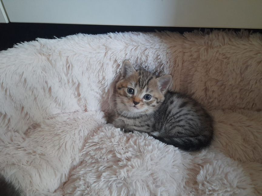 Задорный малыш в добрые ручки