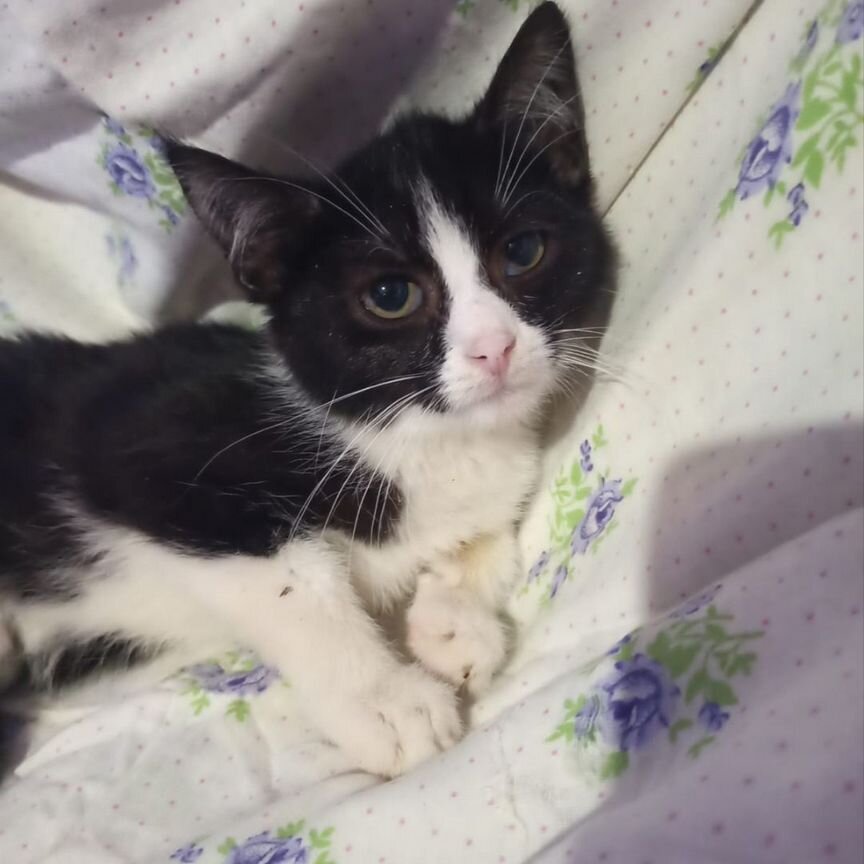 Котенок мальчик Маус