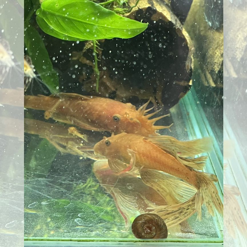 Анцитрус red