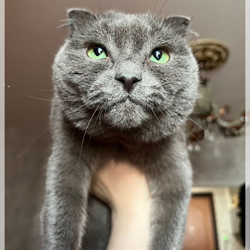 Шотландский вислоухий короткошёрстный котёнок