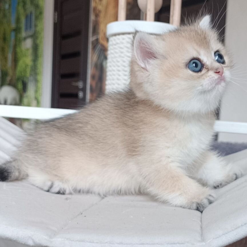 Британские котята