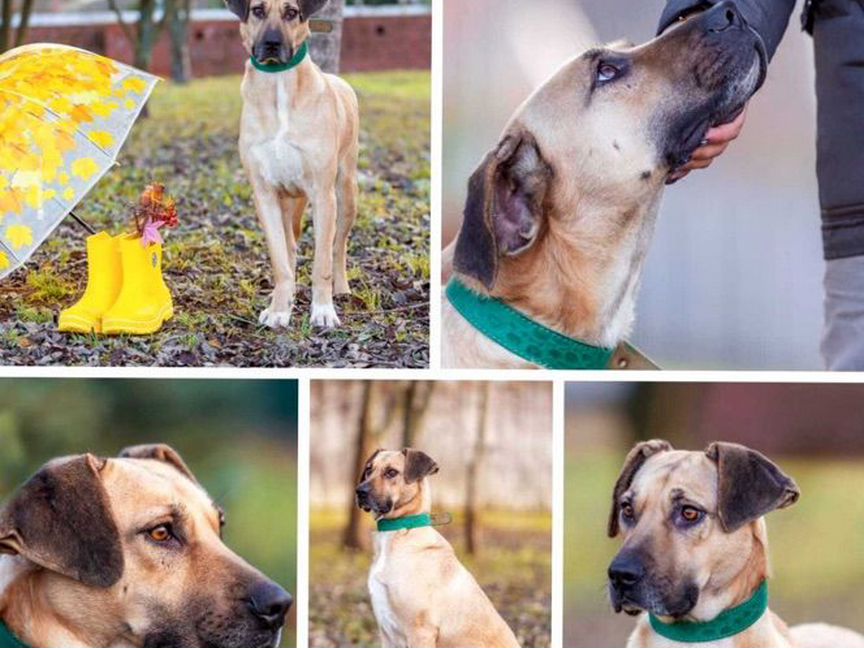 Собака в добрые руки