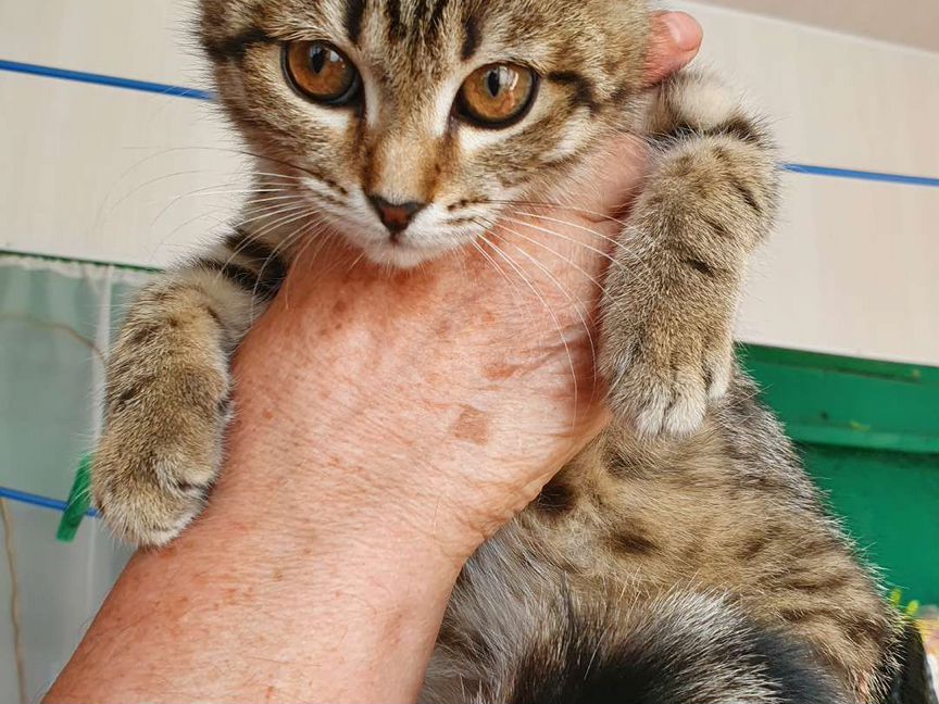 Котенок.девочка