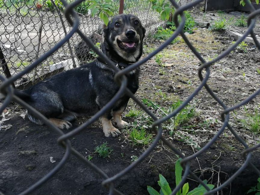 Собака коротколапая в добрые руки