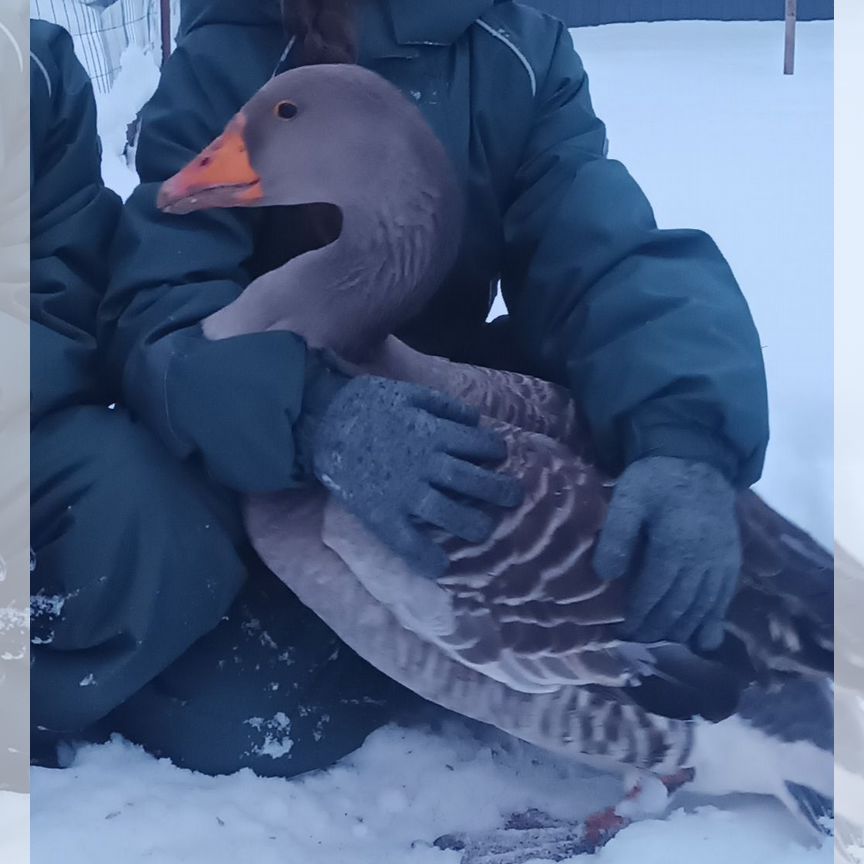Гусь