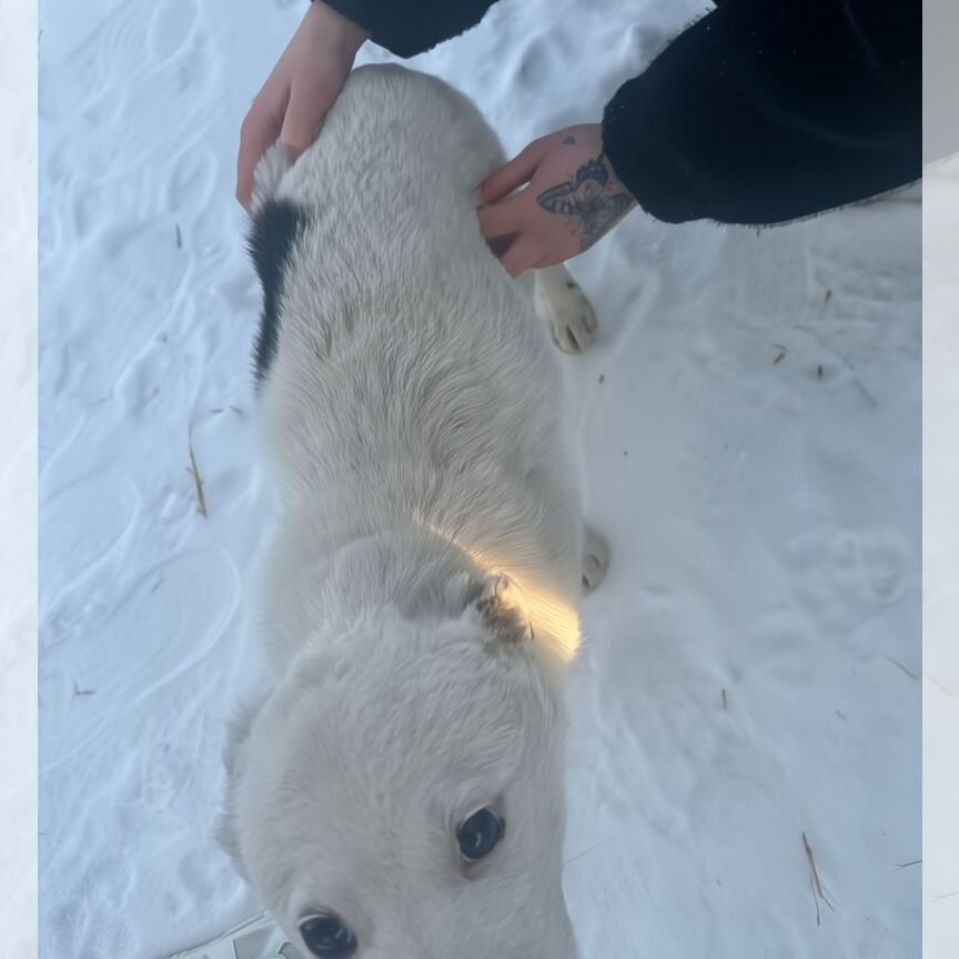 Щенок в добрые руки