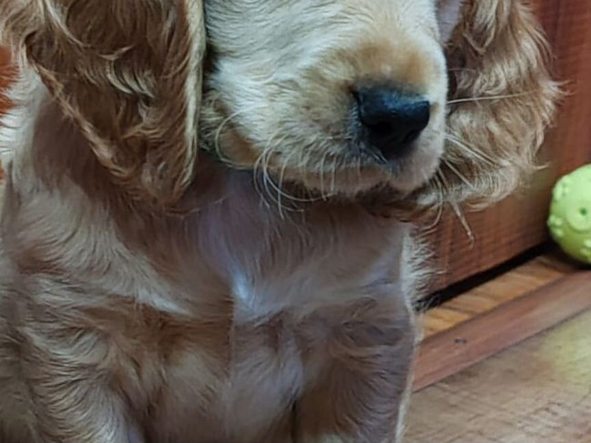 Щенки кокер спаниеля