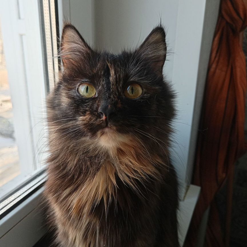 Красивая, ласковая кошечка (05.2024г.)