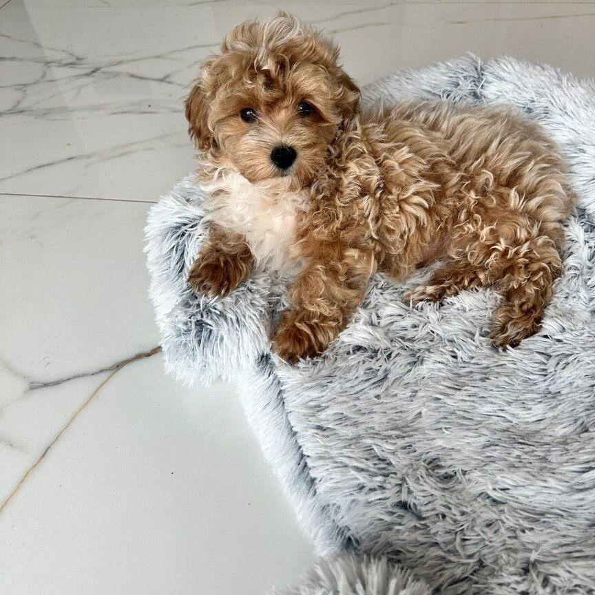 Мальтипу ф1 мини