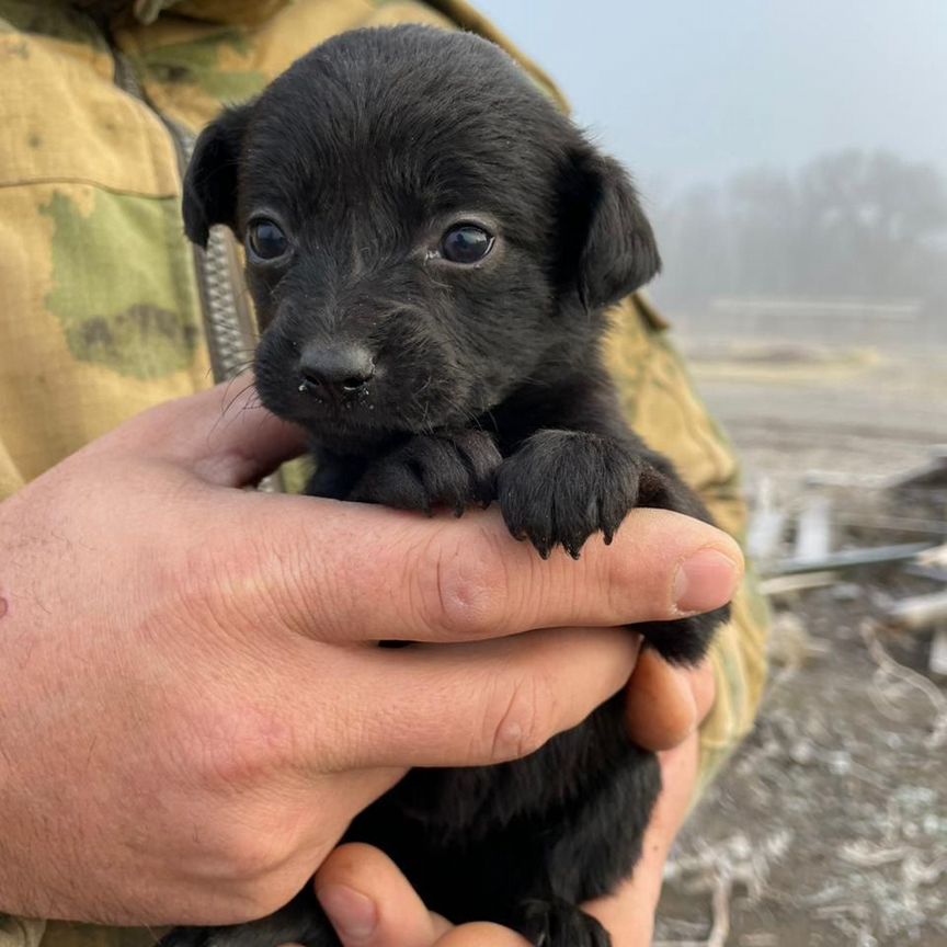 Отдают в добрые руки