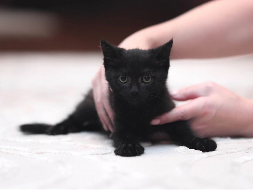 Котята в добрые руки 2.5 мес