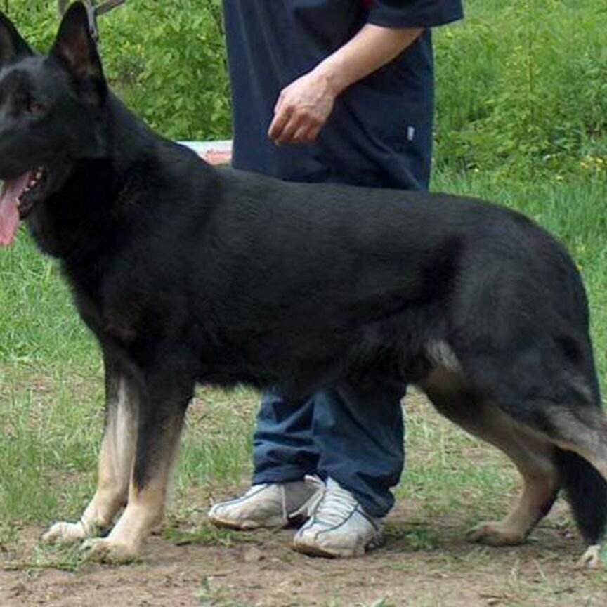 Щенки от немки и восточника