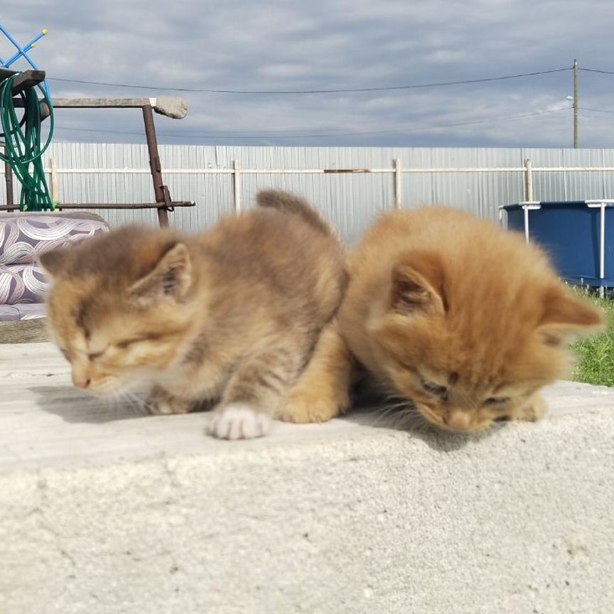 Мейн-кун котёнок