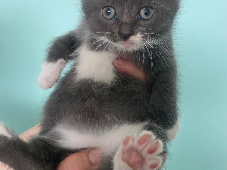 Котята