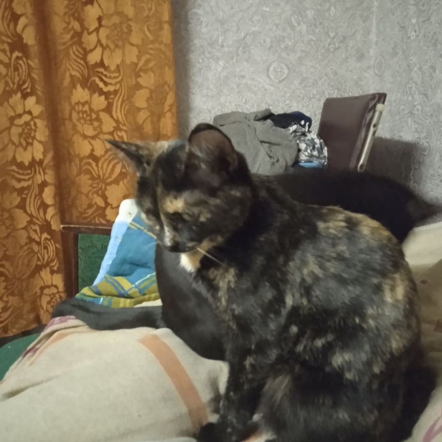 Подрощенные котята