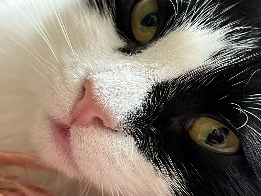 Ласковая нежная кошка Катюша