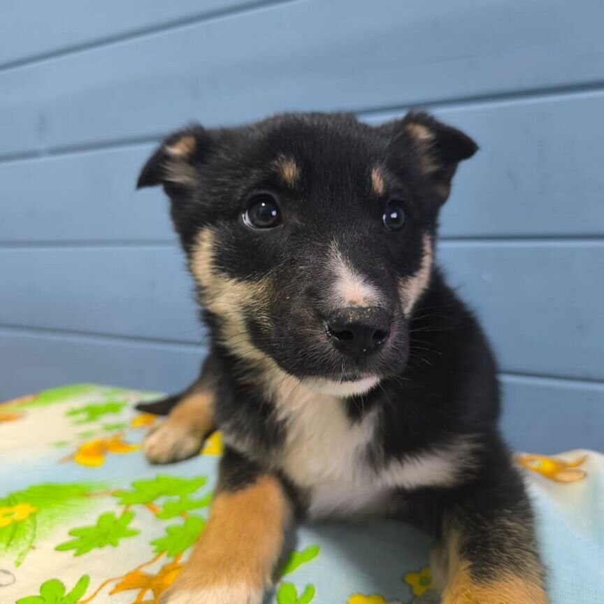 Малыши щенки в добрые руки