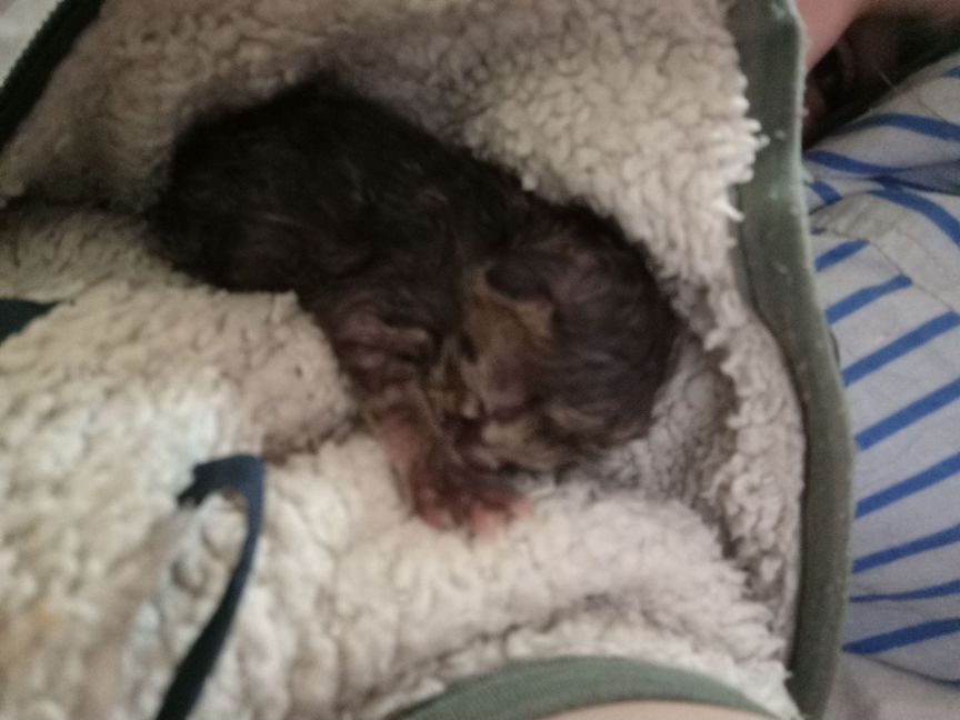 Котятки ищут семью