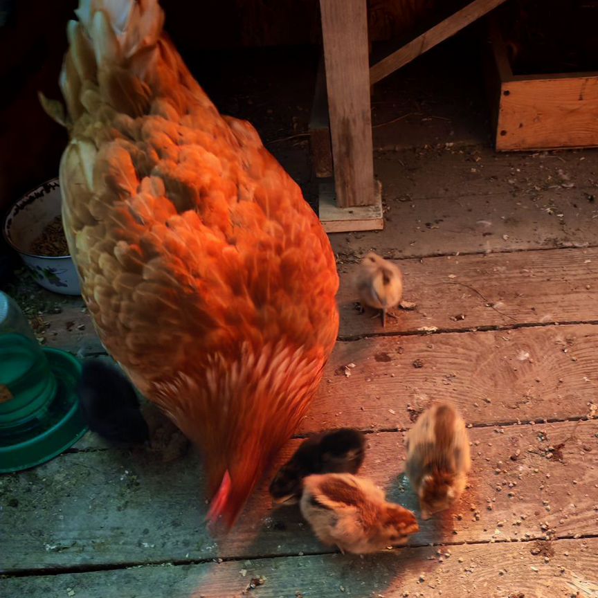 Курица-наседка