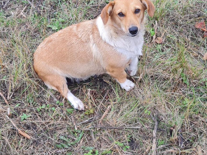 Помесь корги