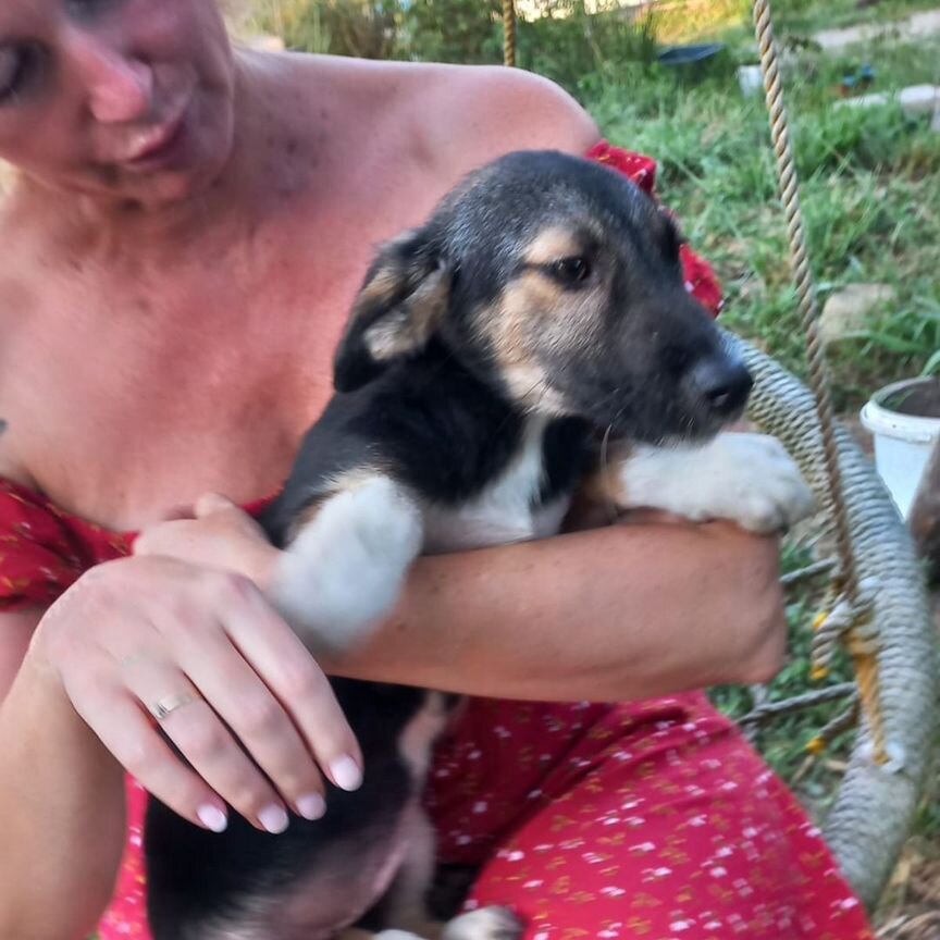 Маленькая собака в добрые руки