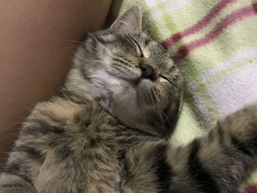 Отдам кошечку в добрые руки