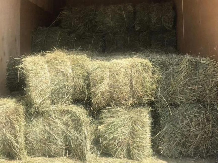 Сено в брикетах 23 кг разнотравье