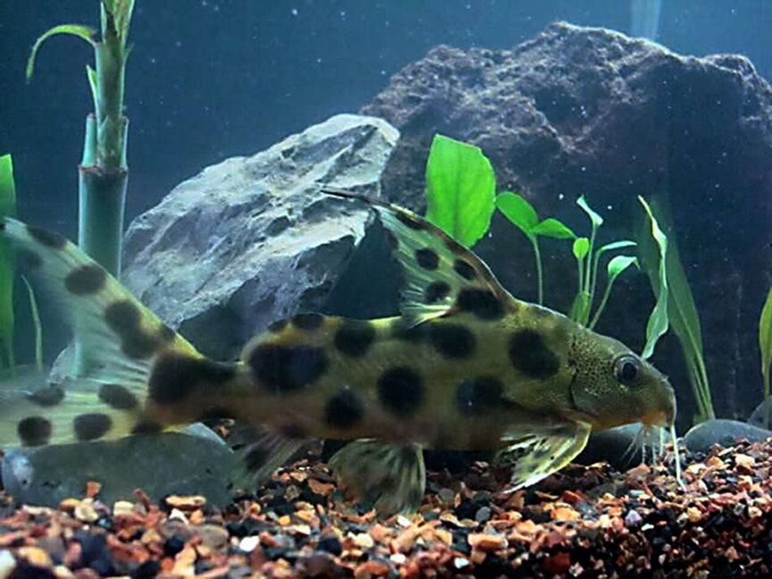 Сомы синодонтис