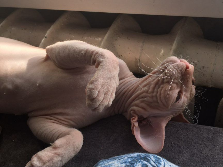 Сфинкс вязка(кошка)