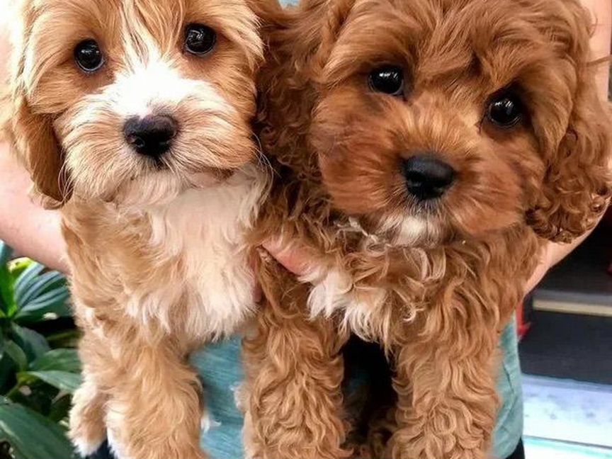 Щенки Кавапу