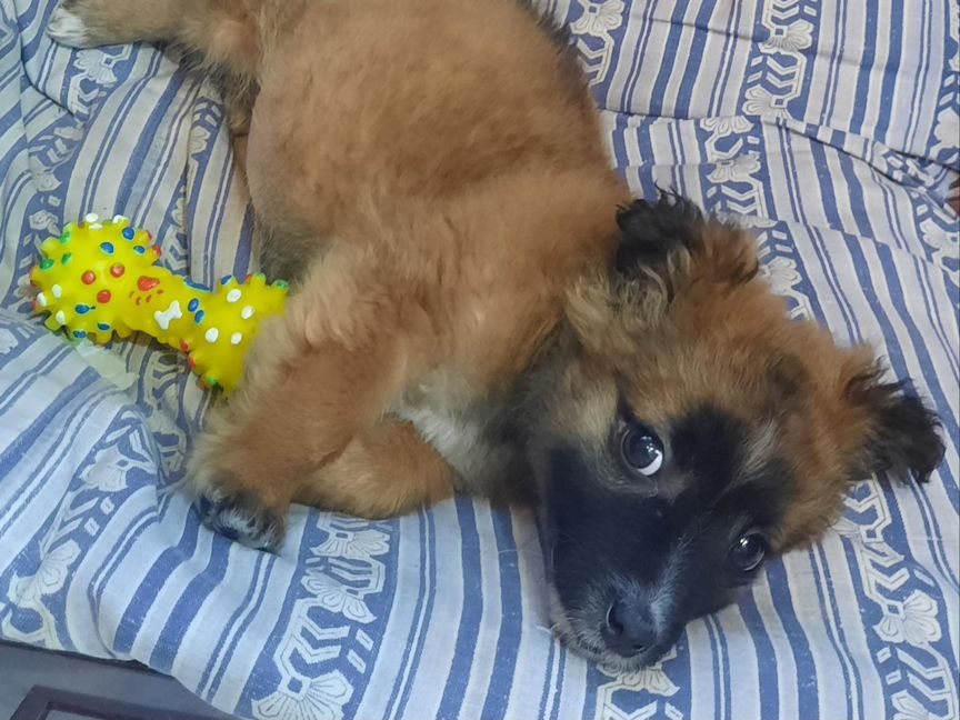 Щенок мальчик вырастет маленьким ищет дом