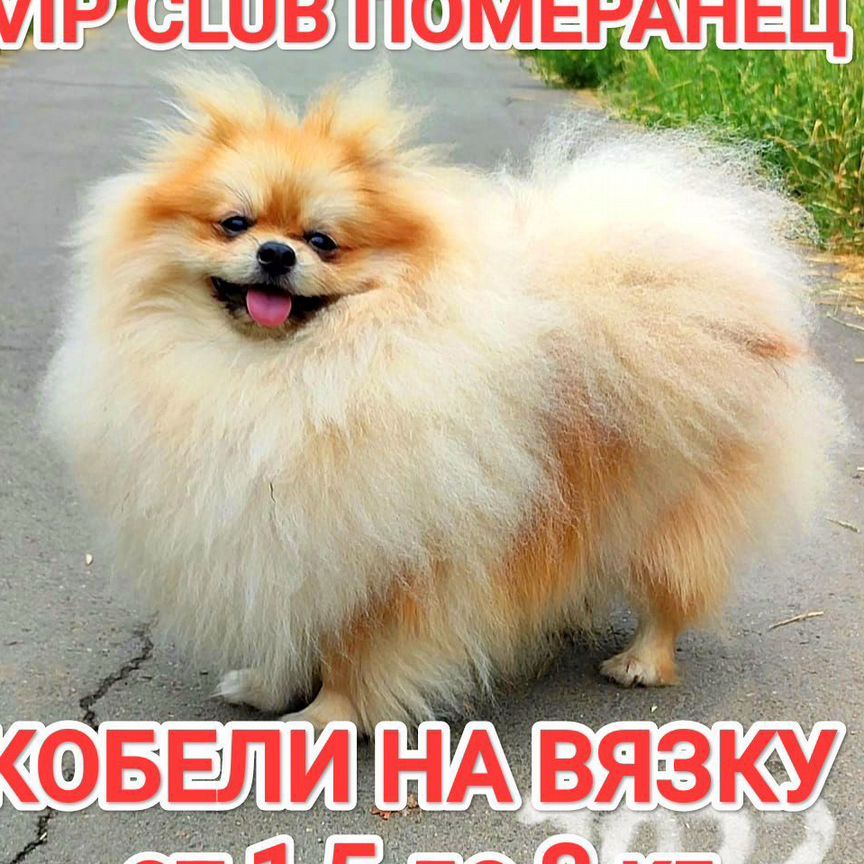 Кобели на вязку от 1,5 до 3 кг